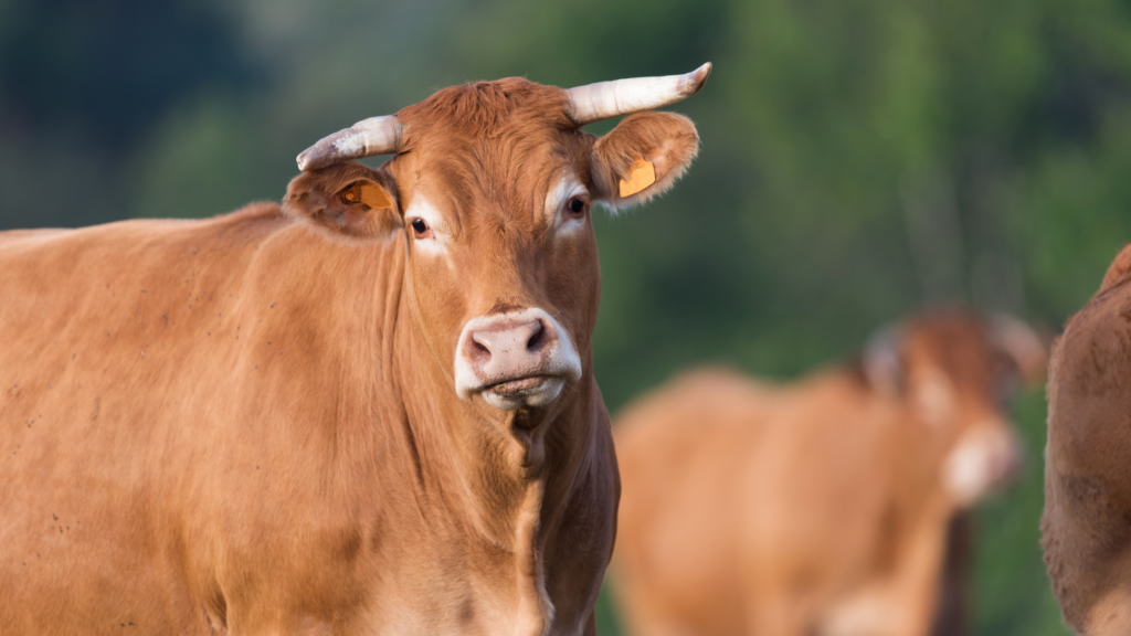 Leucosis Bovina - Sea Technology, Inc